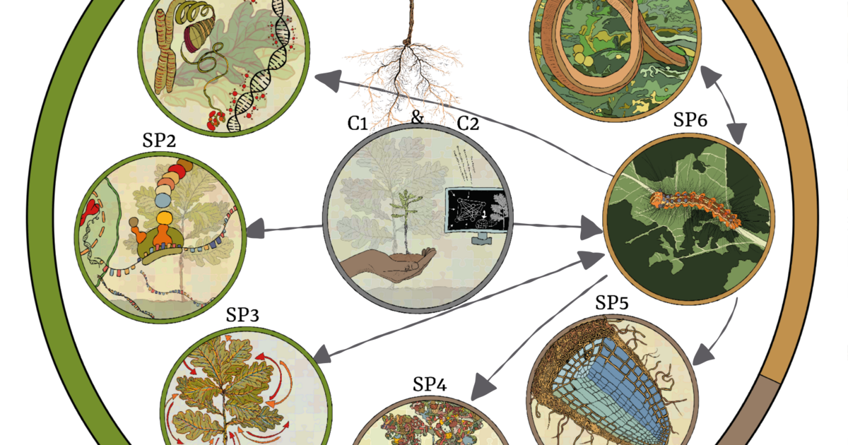 PhytOakmeter: Elucidating the links between environmental variation ...